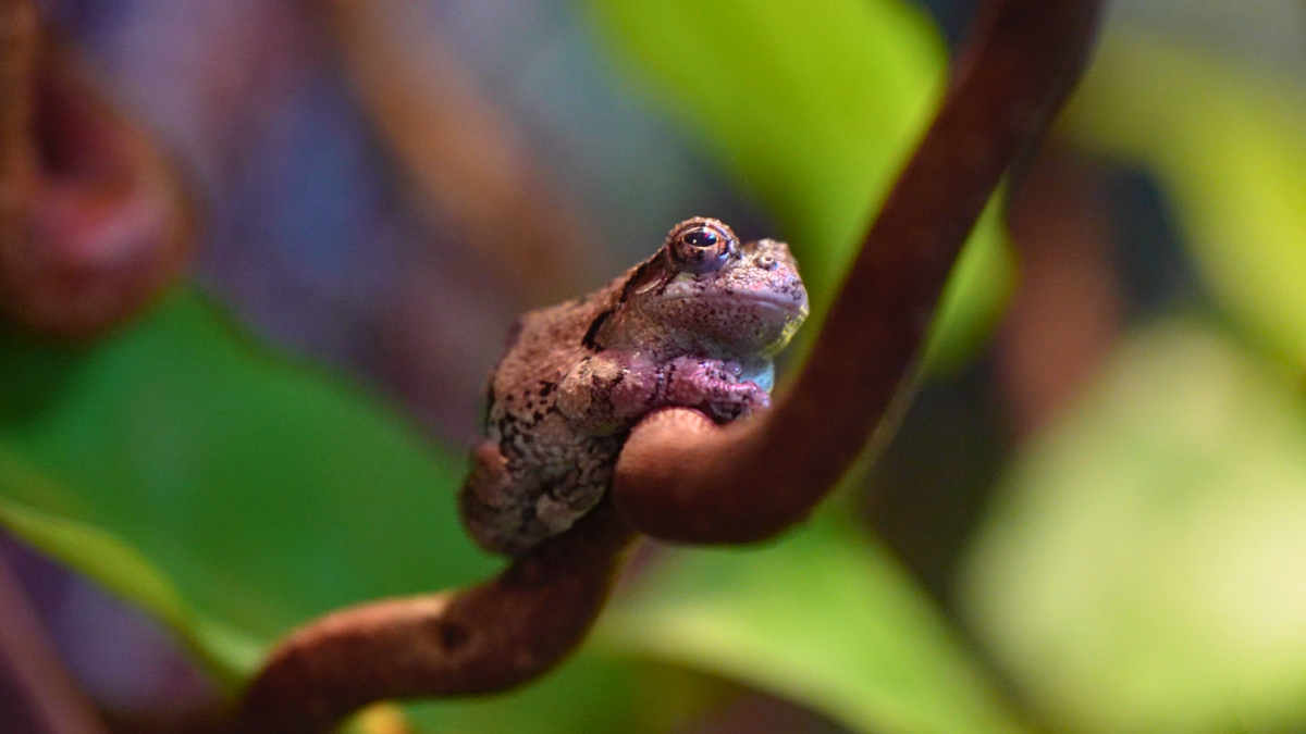Can Frogs Predict Climate Change? | Museum of Science