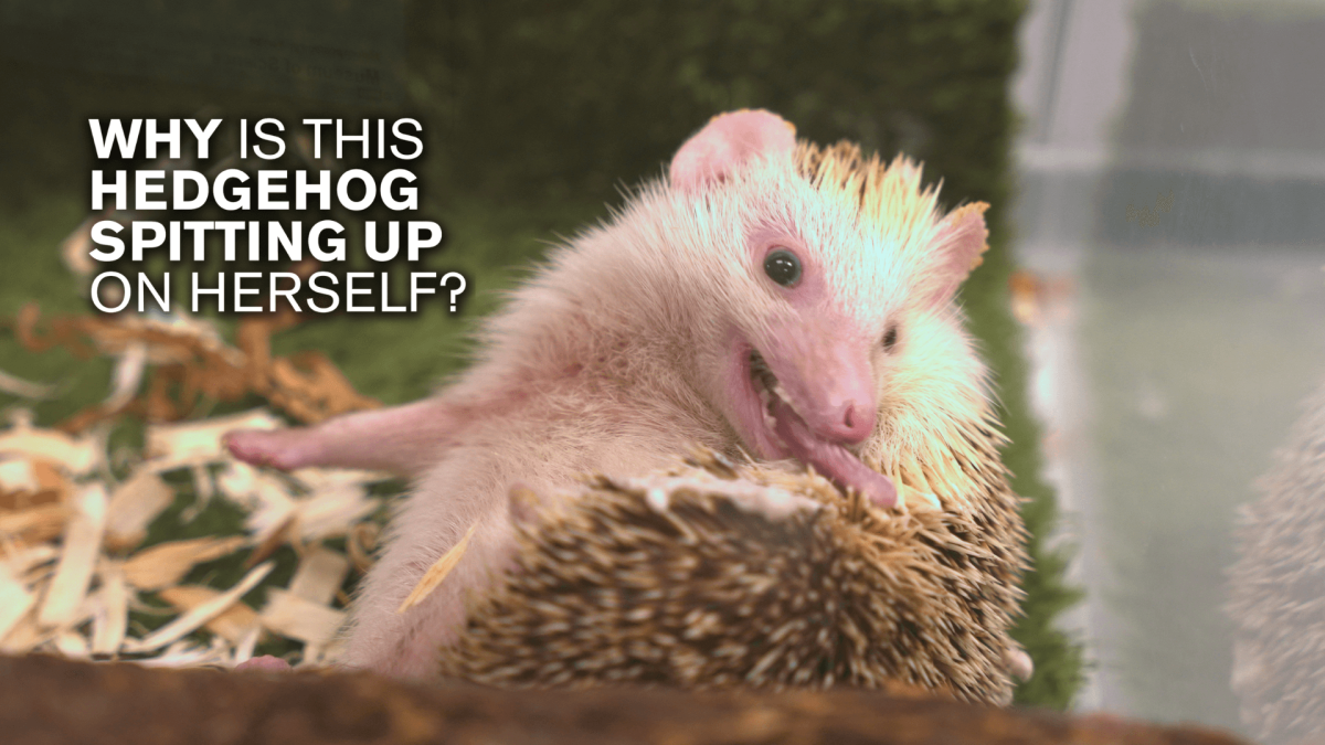 Why Do Hedgehogs Spit Up On Themselves? | Museum of Science