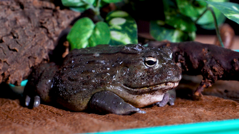 Animals | Museum of Science