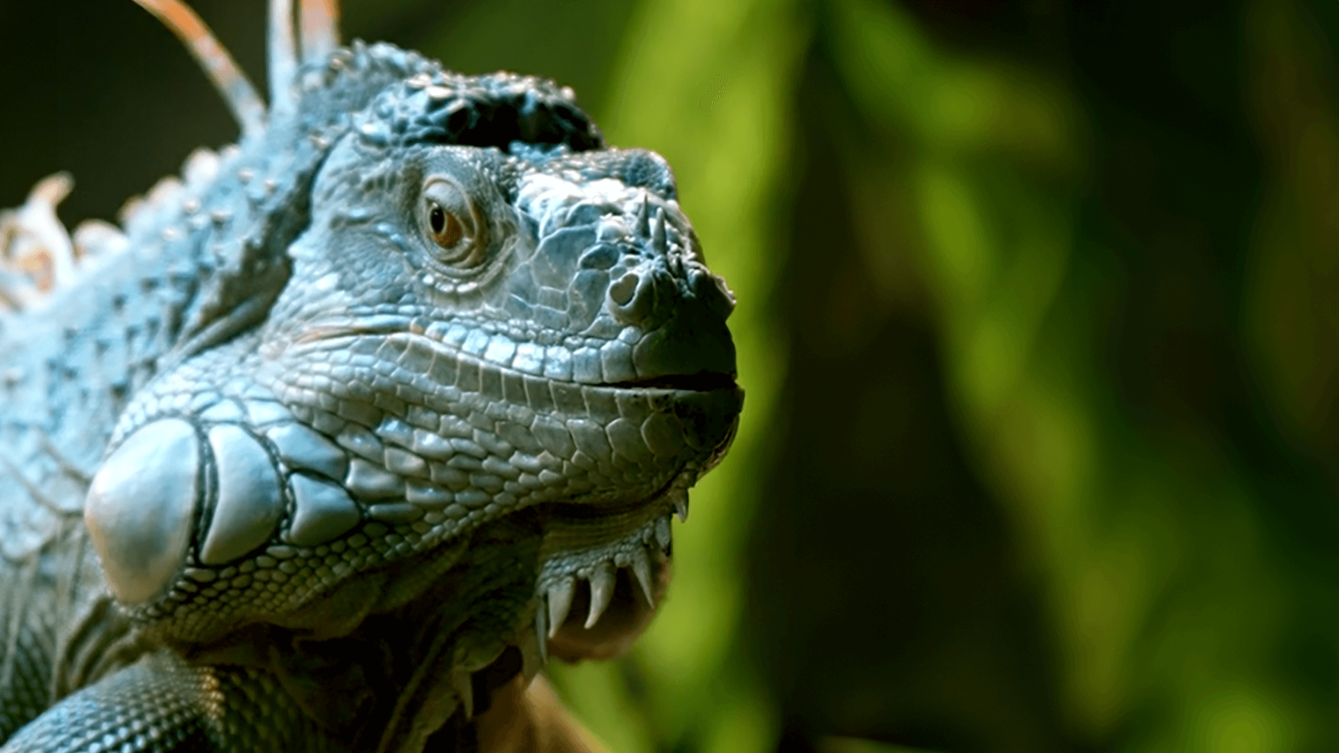 Why Green Iguanas Are Remarkable Creatures | Museum of Science