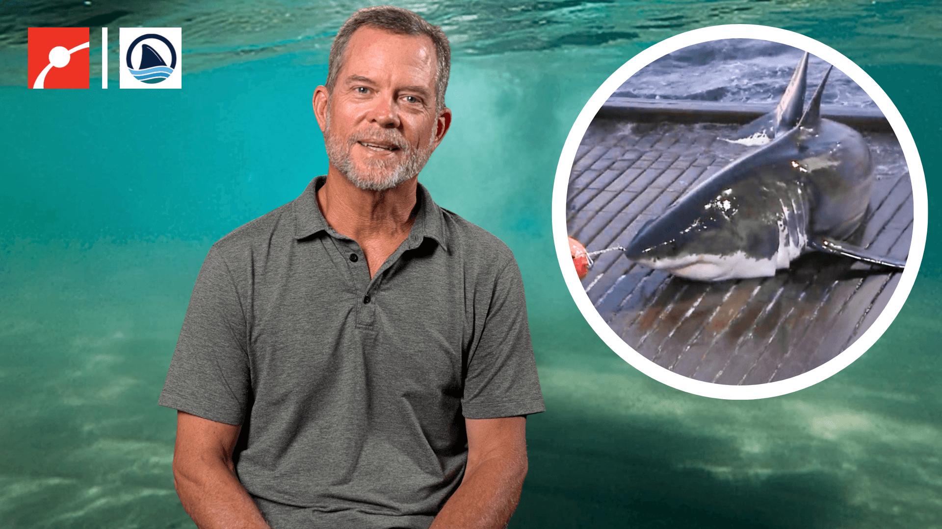 Shark Tagging Guided by Behavior | Museum of Science