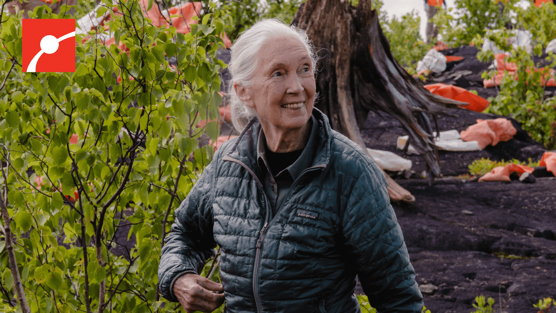 Remembering Dr. Jane Goodall | Museum of Science